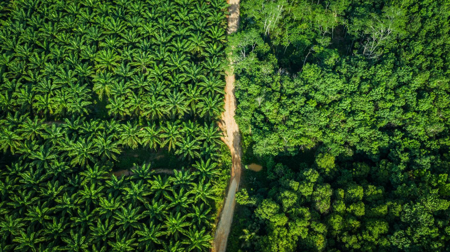 Palm Oil Deforestation: An Intro – Commodity Trading Guru